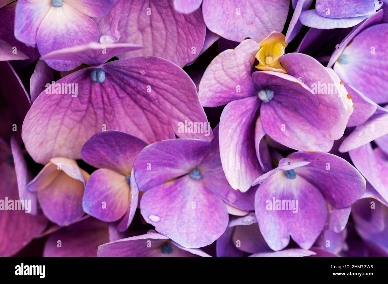 Hydrangea is also known as Lacecap, Mopheap, French or Hydrangea macrophylla Stock Photo - Alamy