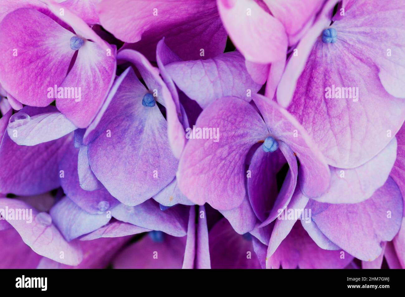 Hydrangea is also known as Lacecap, Mopheap, French or Hydrangea macrophylla Stock Photo - Alamy