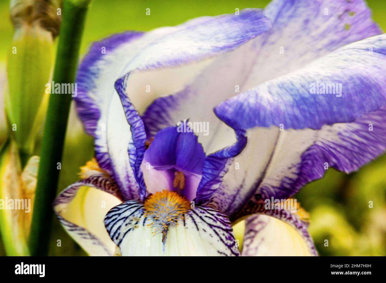 Rare treat purple bearded iris hi-res stock photography and images - Alamy