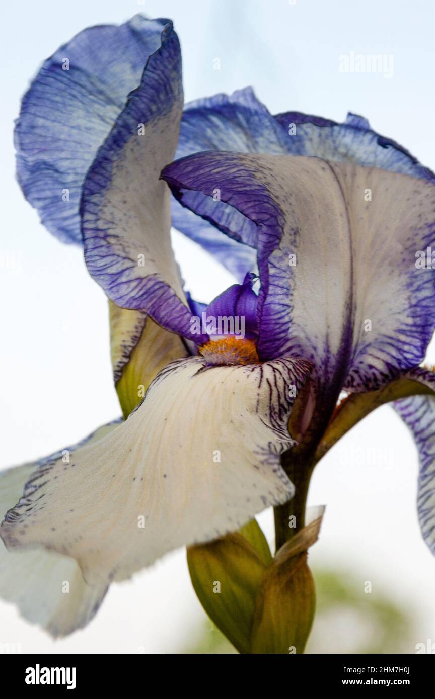 Bearded iris 'Rare Treat' Stock Photo - Alamy