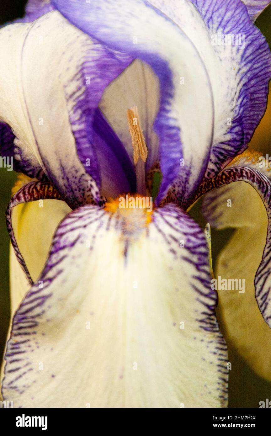 "Rare Treat' Tall Bearded white iris white with bluish-purple stitching ...
