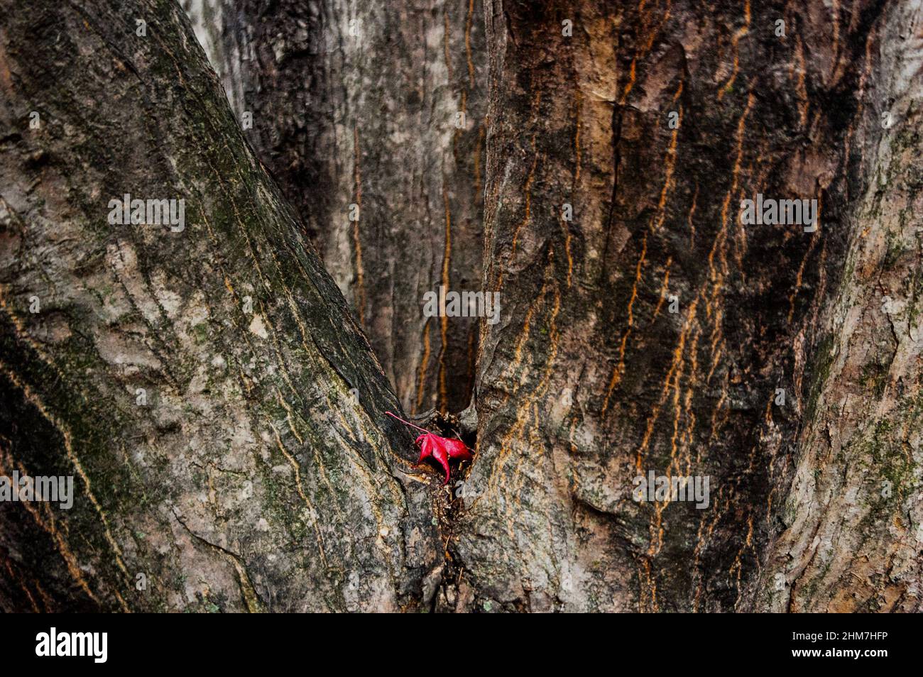 Red maple tree and leaf in White Hall, MD Stock Photo - Alamy