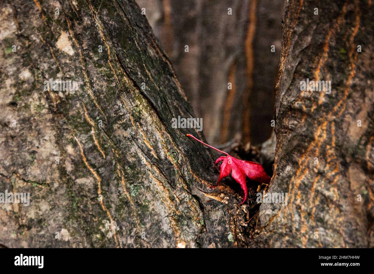 Red maple tree and leaf in White Hall, MD Stock Photo - Alamy