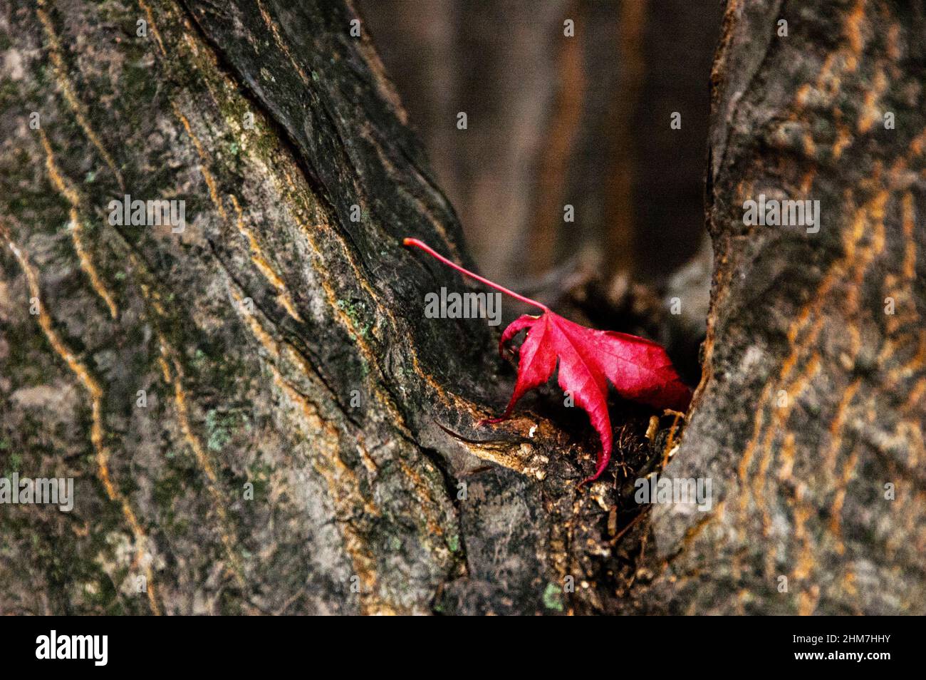 Red maple tree and leaf in White Hall, MD Stock Photo - Alamy