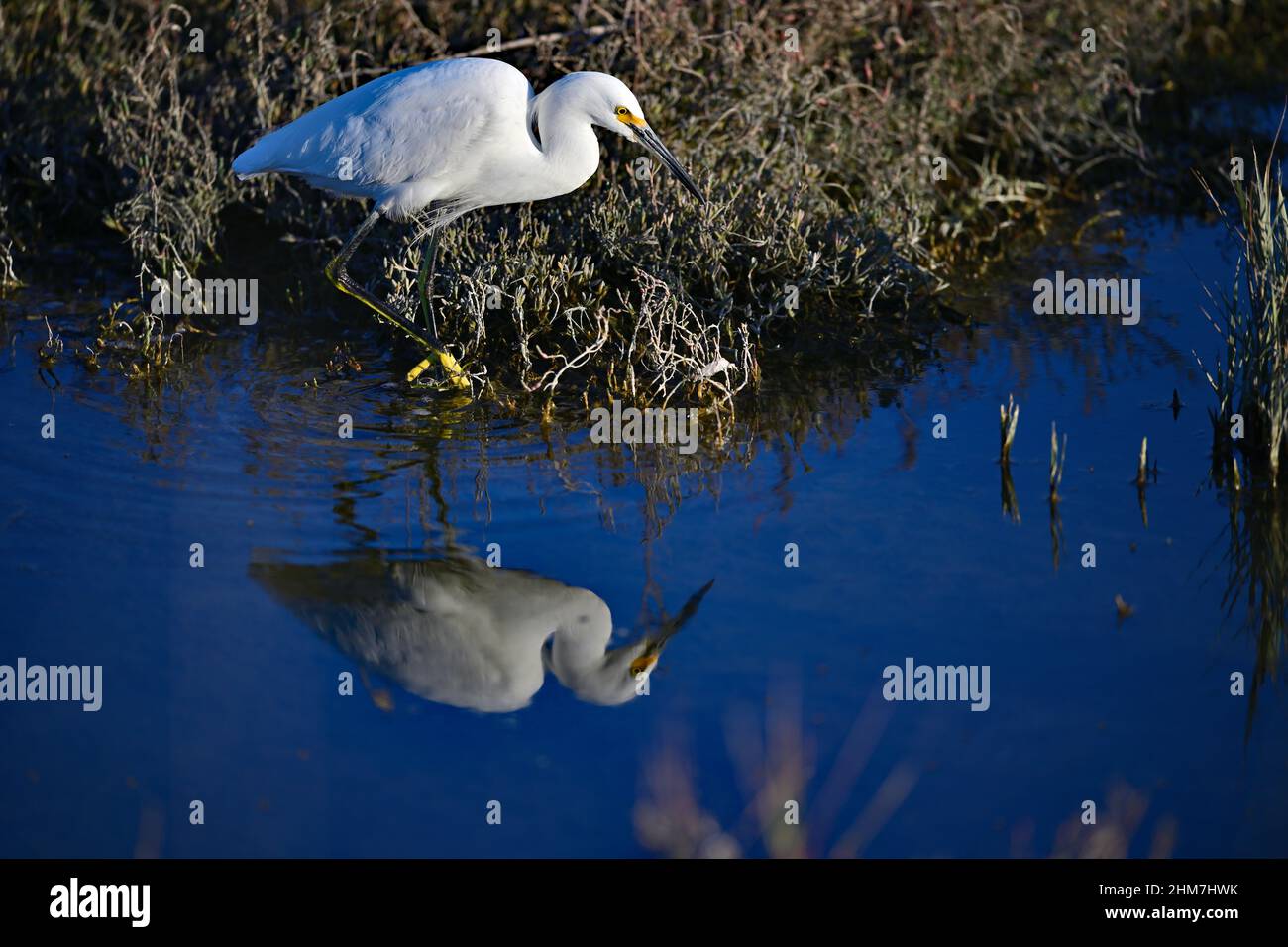 Snowy Egret - Egretta thula Stock Photo - Alamy