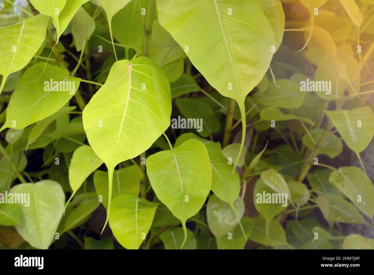Bodhi Or Pho Leaves And Tree Stock Photo - Alamy