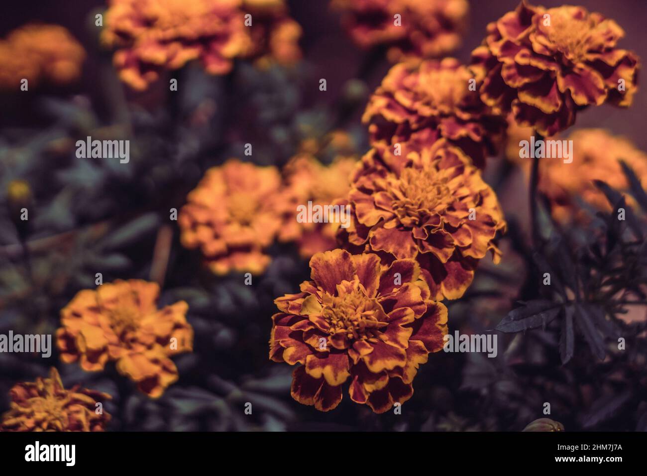 Real beauty nature background. Tagetes herb flower plant Asteraceae ...