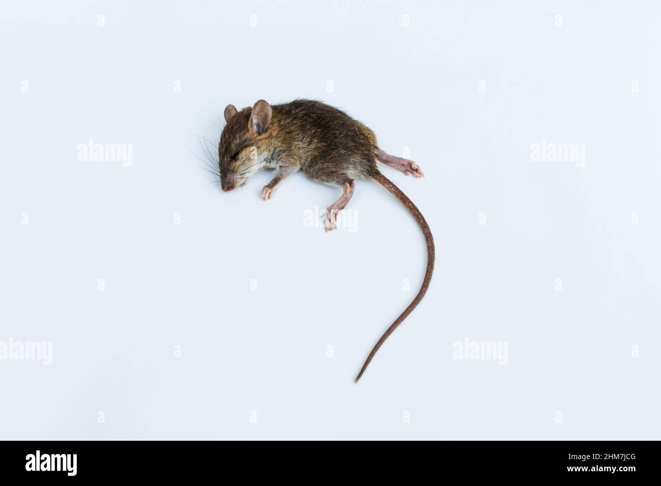 Dead rat (Mouse), on white background Stock Photo - Alamy