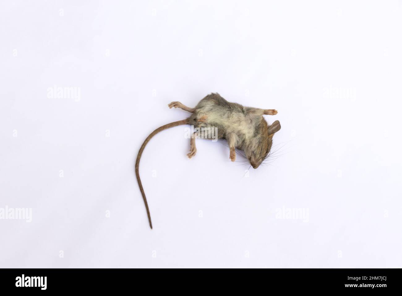 Dead rat (Mouse), on white background Stock Photo - Alamy