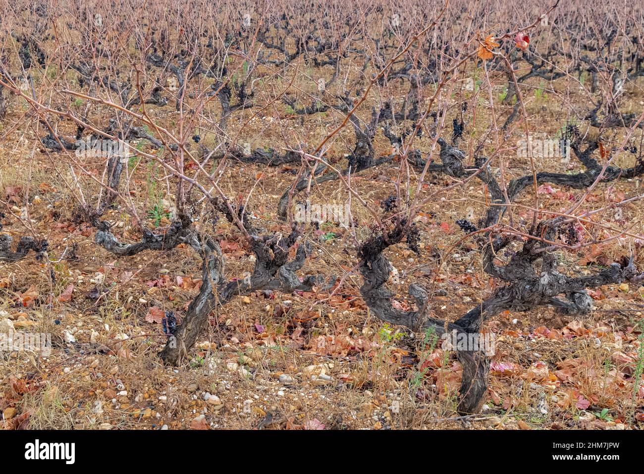 Grape cluster hi-res stock photography and images - Alamy