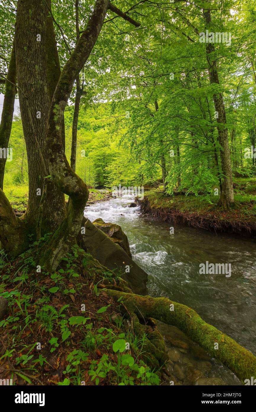 forest river in springtime. winding water flow along the rocky shore ...