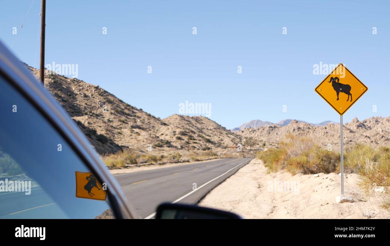 Bighorn sheep, ram crossing warning yellow sign, California USA. Wild ...