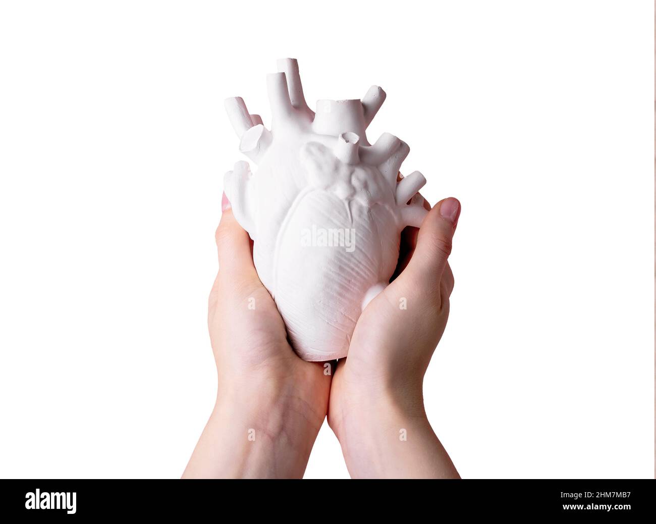 Hands holding heart organ layout isolated on white background. Health ...
