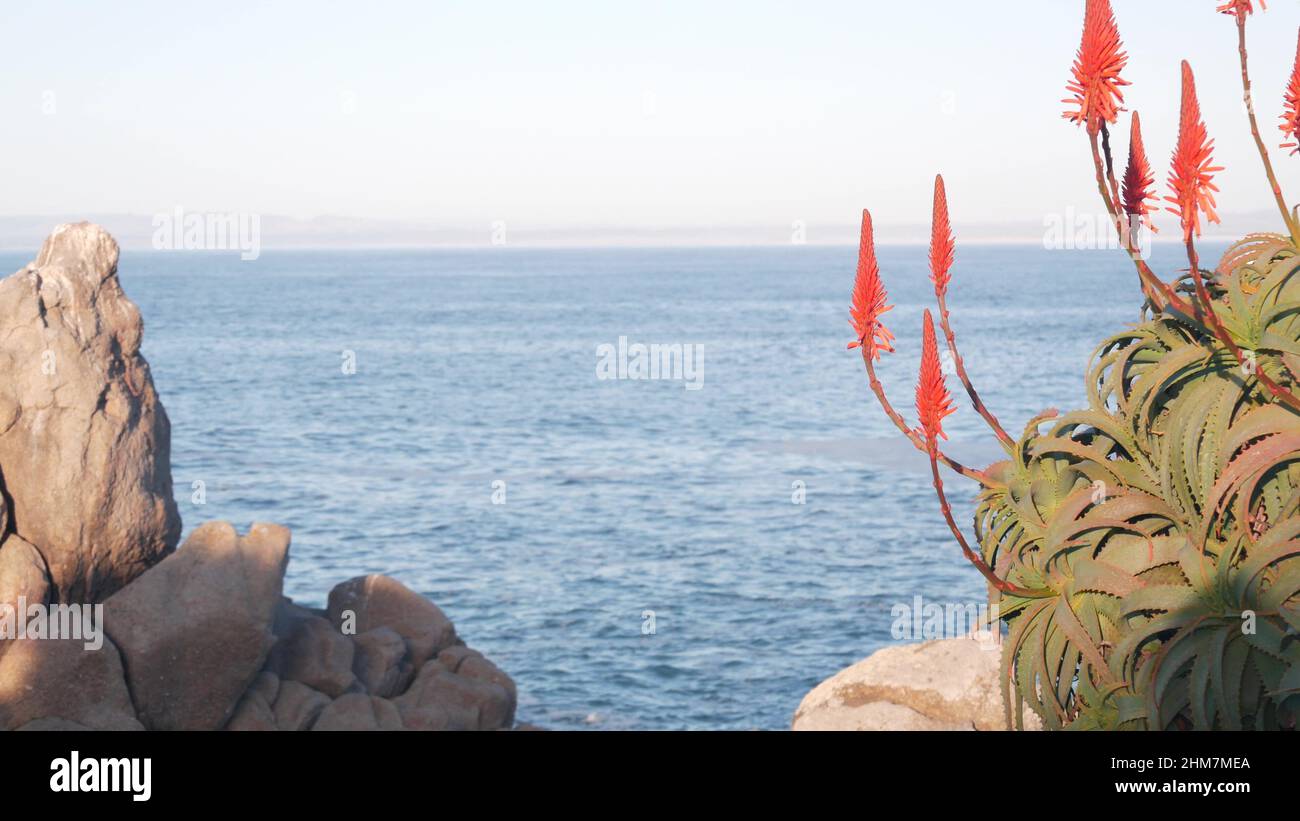 Red aloe cactus flower on rocky craggy shore, pebble beach, Monterey ...