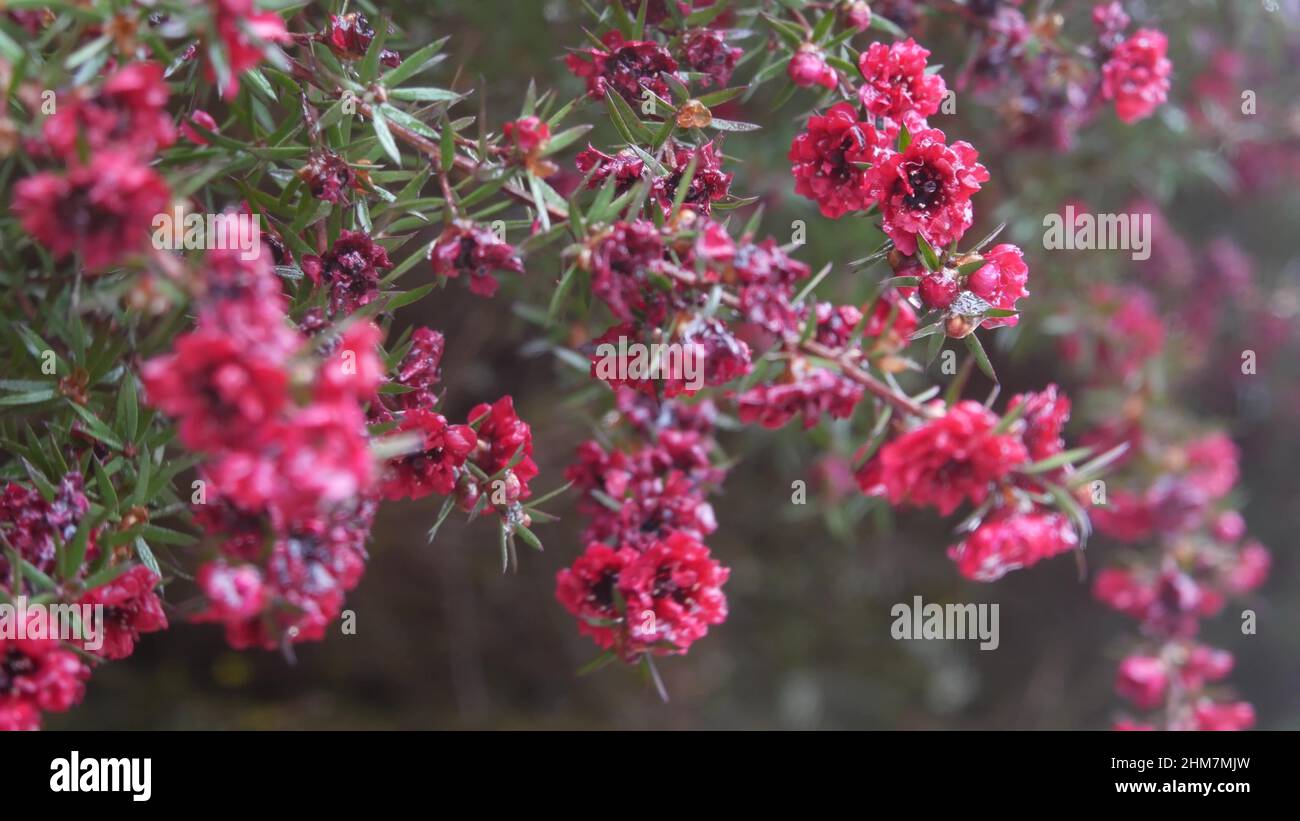 Tea tree or myrtle maroon flowers, leptospermum or manuka dark crimson ...