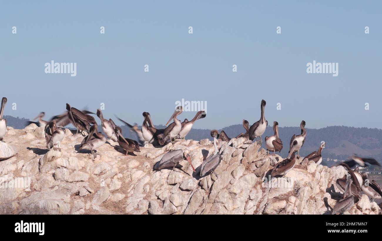 Flock of brown pelicans on cliff, rocky island and blue sky, Point ...