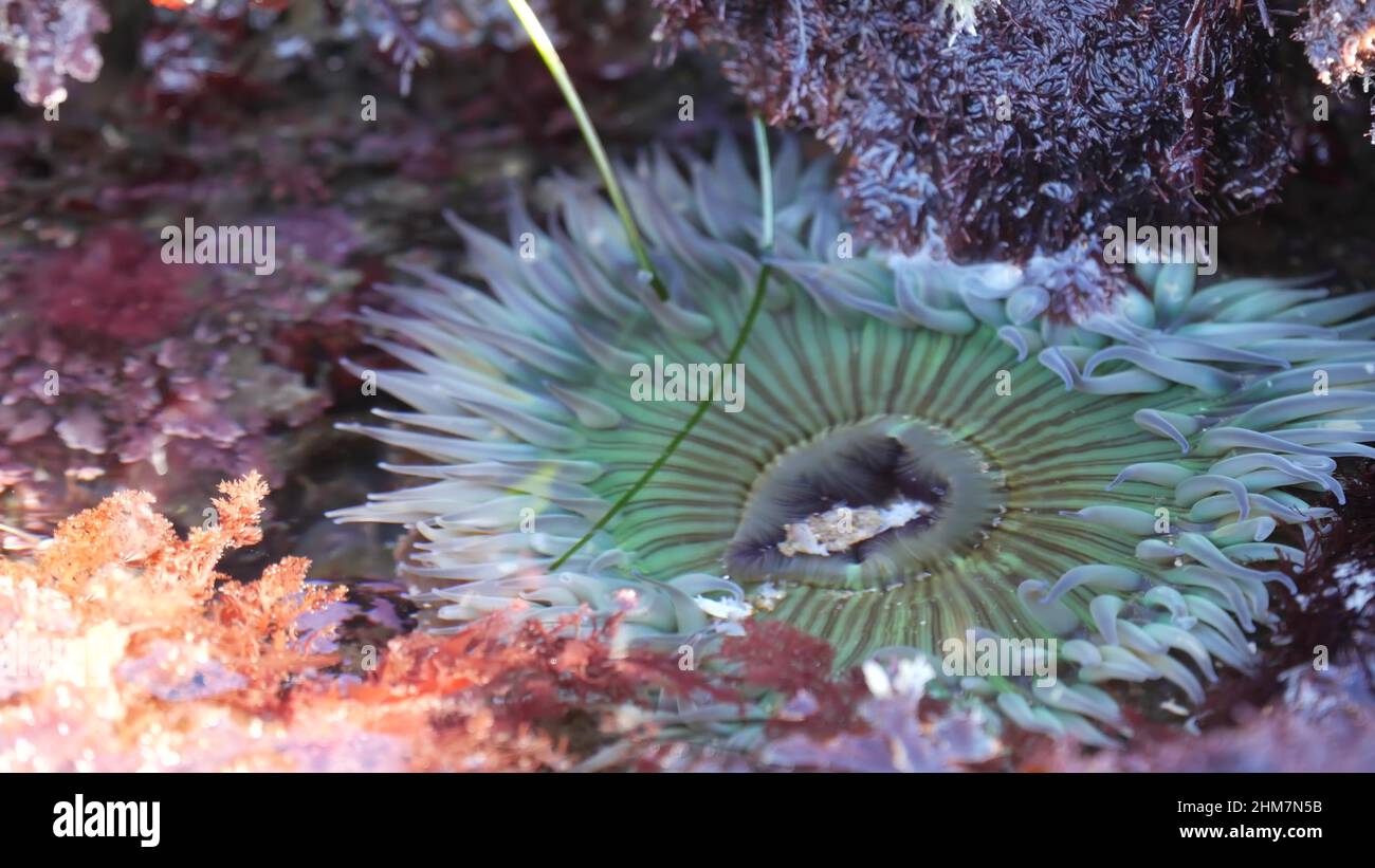 Sea anemone tentacles, tide pool water, anemones mouth macro. Tidepool ...