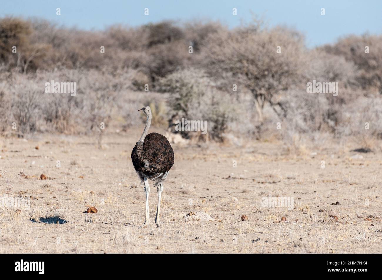 A South African Ostrich -Struthio camelus australis-, also known as the ...