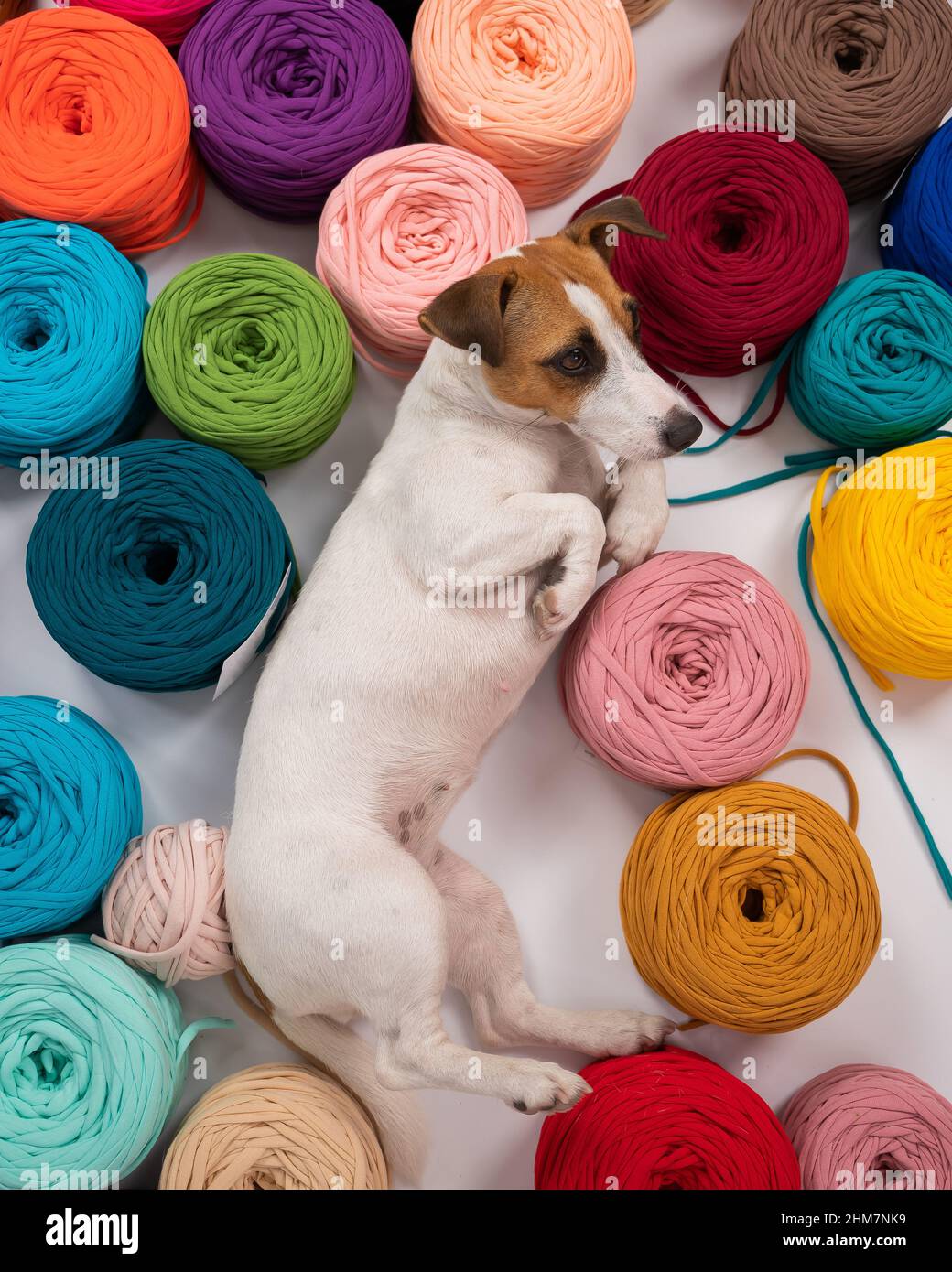 Close-up of Jack Russell Terrier dog among multi-colored cotton skeins ...