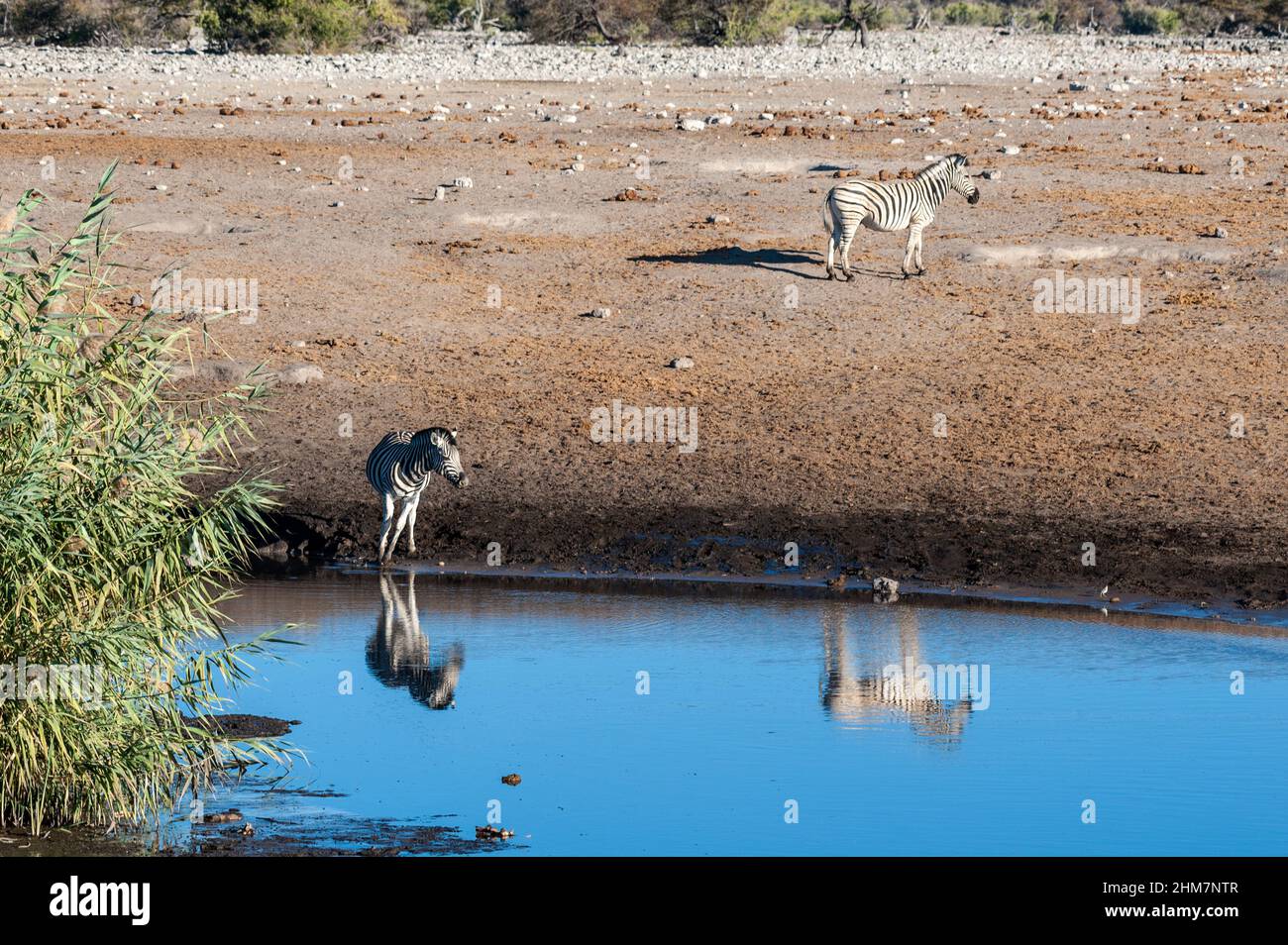 Quagga type hi-res stock photography and images - Alamy