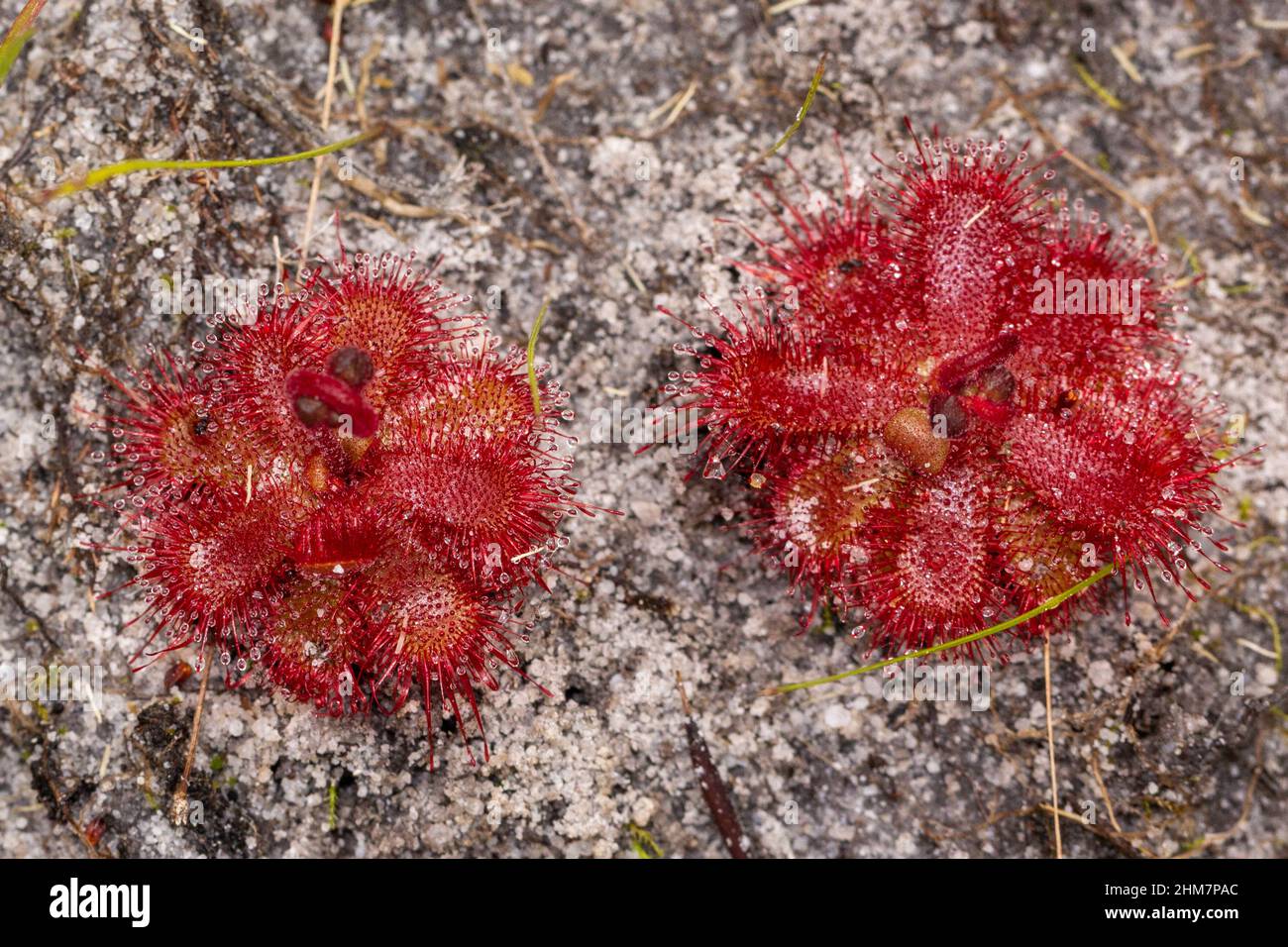 Two Rosettes of Drosera trinervia in natural habitat close to Cape Town ...