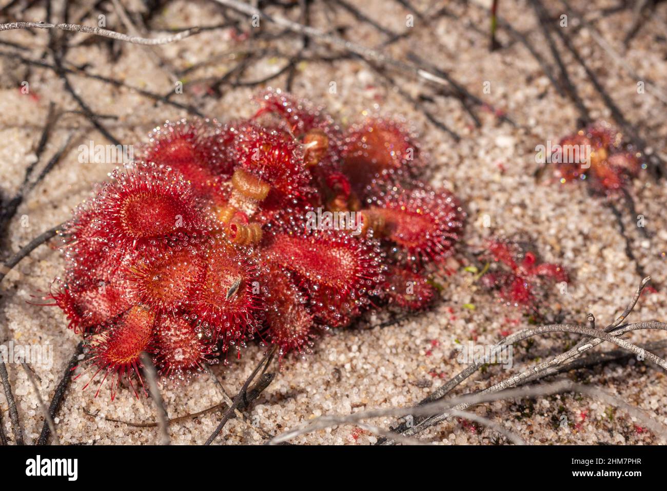Drosera trineriva in very sandy habitat close to Cape Town in the ...