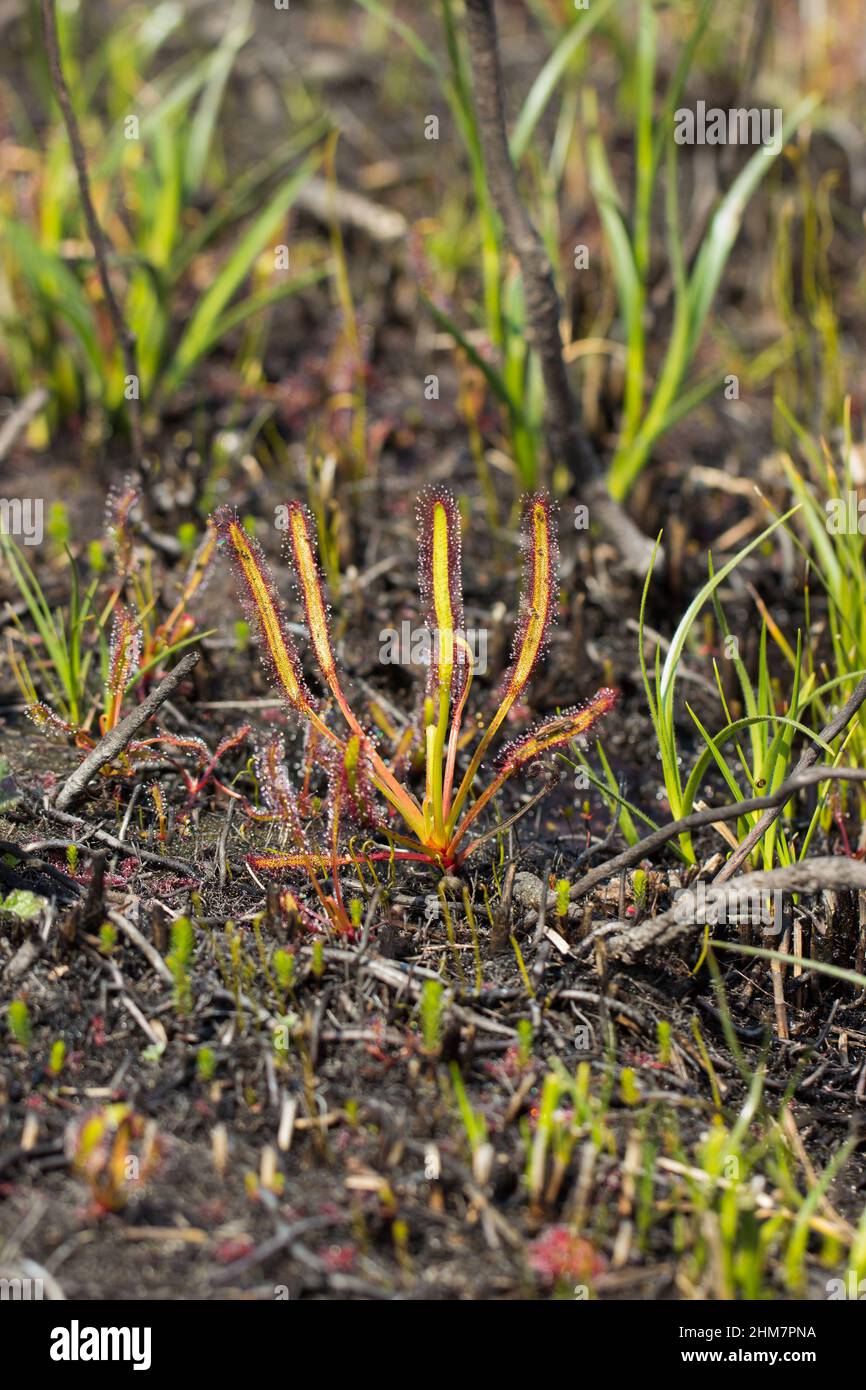 Portrait of a single Drosera capensis seen at the Cape of Good Hope in ...