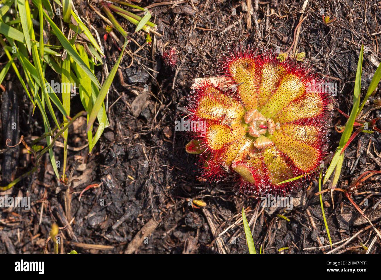 Single rosette of the carnivorous plant Drosera aliciae south of Cape ...