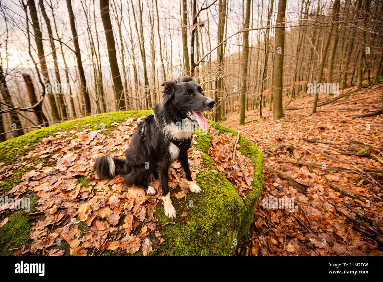 Border collie on rock hi-res stock photography and images - Alamy