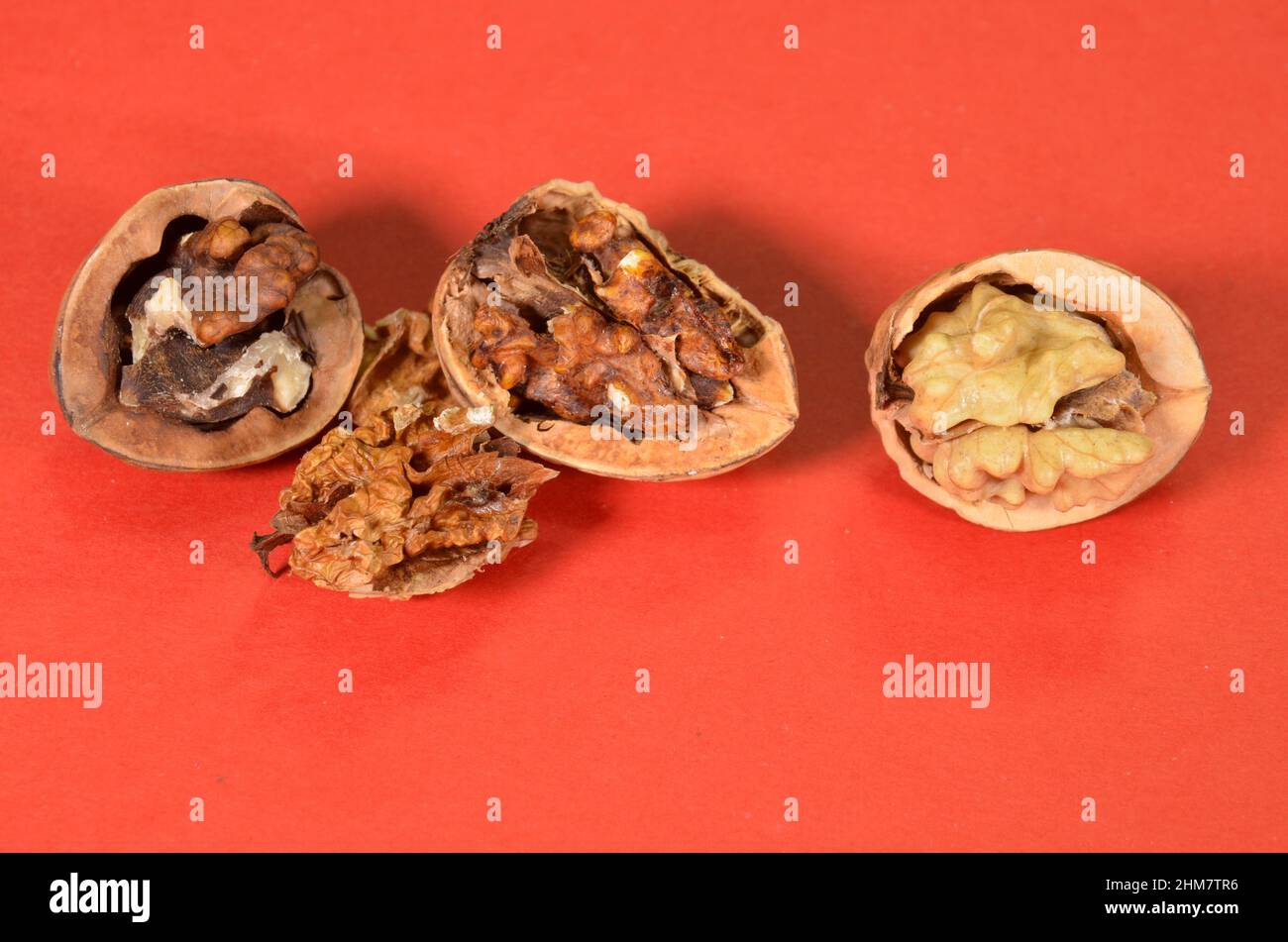 Closeup on opened walnuts attached by mould fungus, causing a high ...