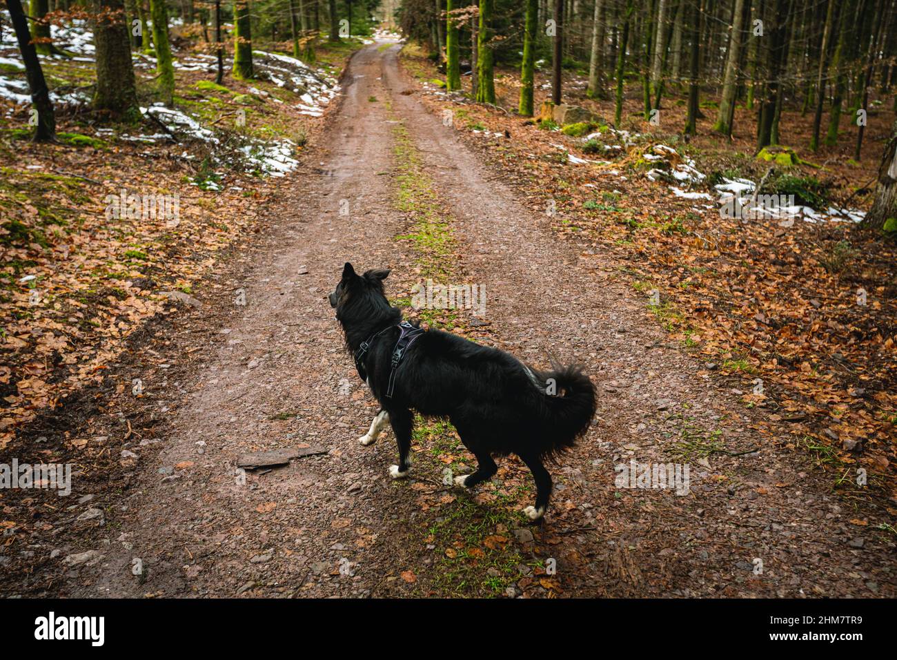 Dog in forest walking on a hiking path. Border collie dog posing in the ...