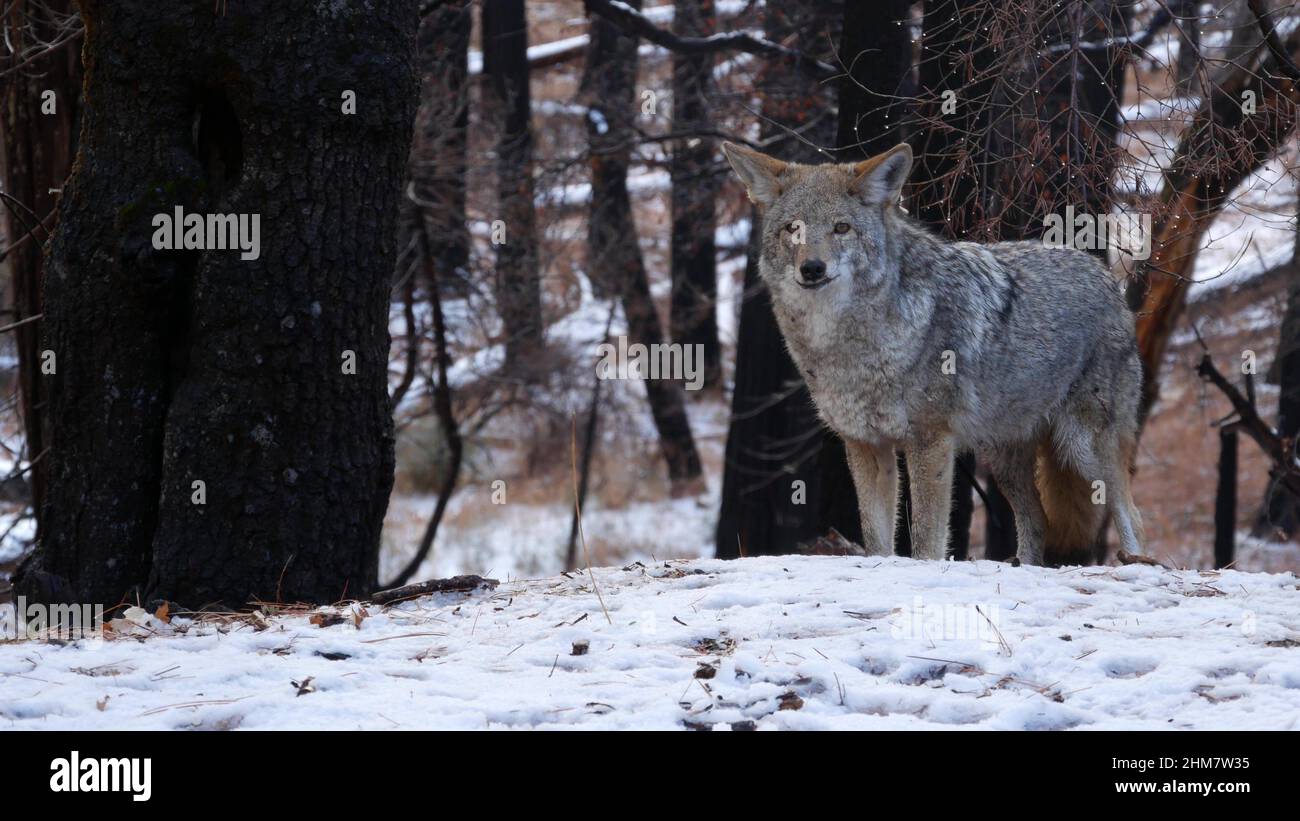 Wild furry wolf, gray coyote or grey coywolf, winter snowy forest ...
