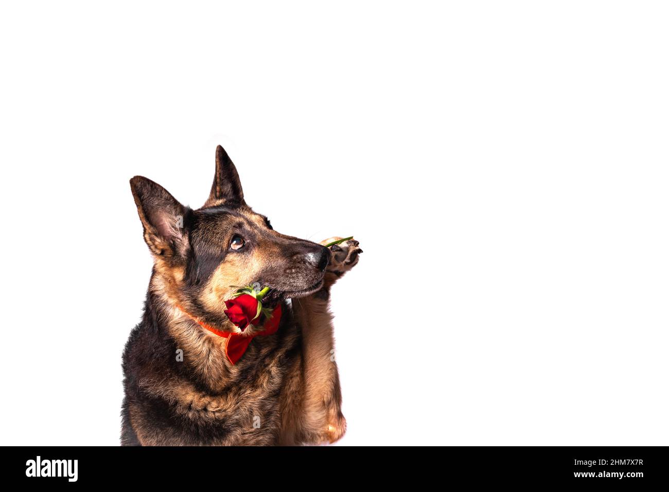 Sheepdog breed dog is dressed in a red bow tie holding a rose in his ...