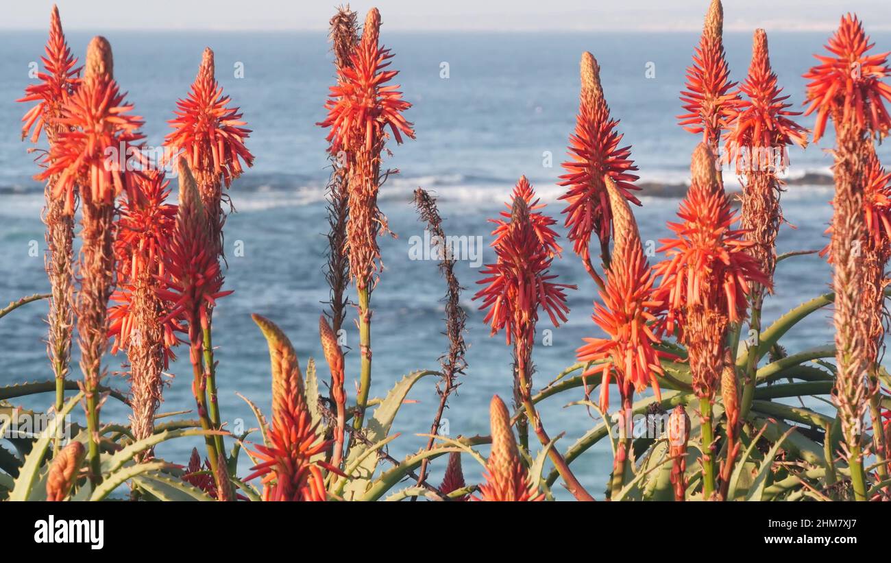Red aloe flower blossom, succulent plant bloom or inflorescence on ...