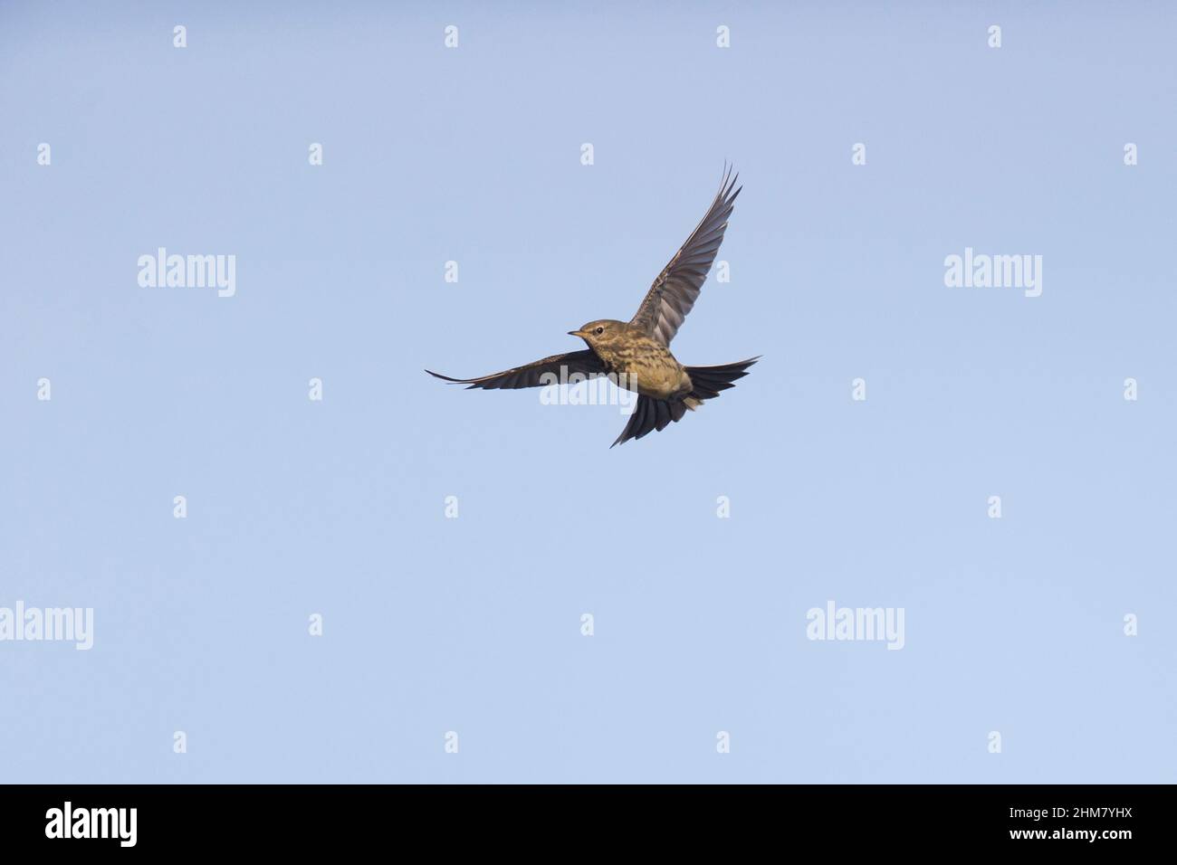 Rock Pipit (Anthus petrosus) adult flying, Suffolk, England, November ...