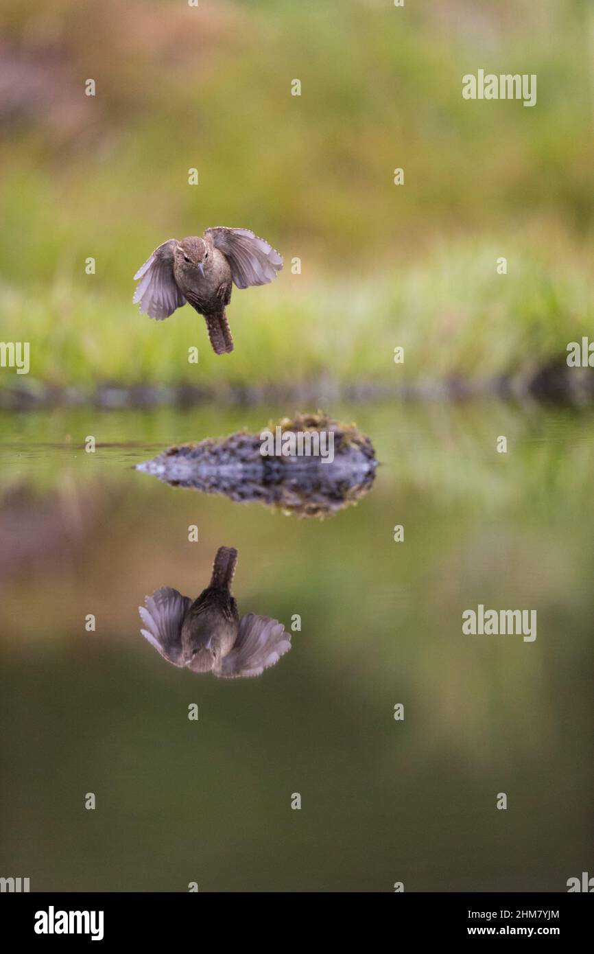 Wren flying hi-res stock photography and images - Alamy
