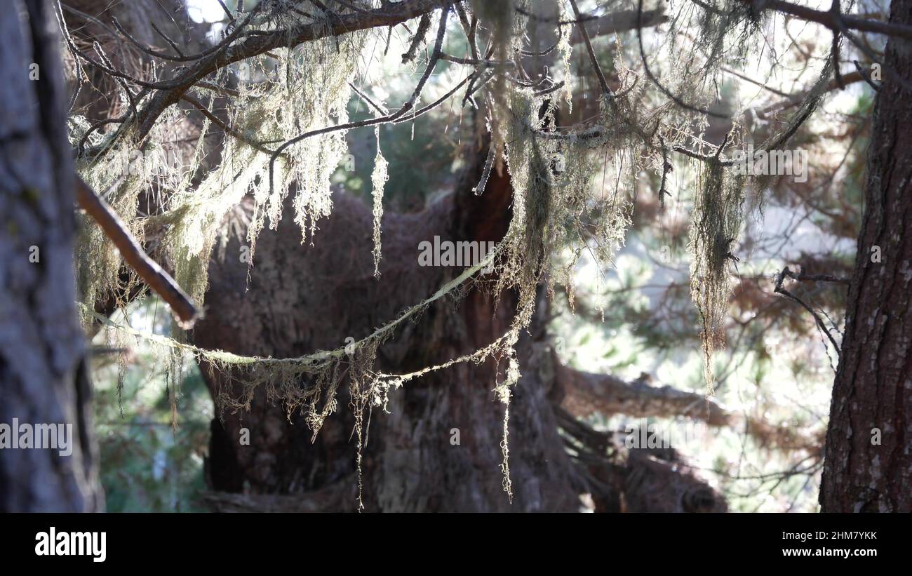 Lace lichen moss hanging, trees branches in forest. Deep surreal wood ...
