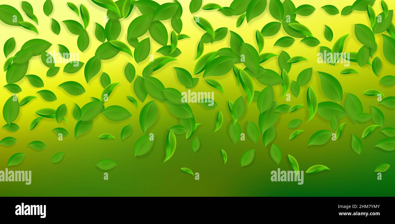 Falling green leaves. Fresh tea chaotic leaves flying. Spring foliage ...