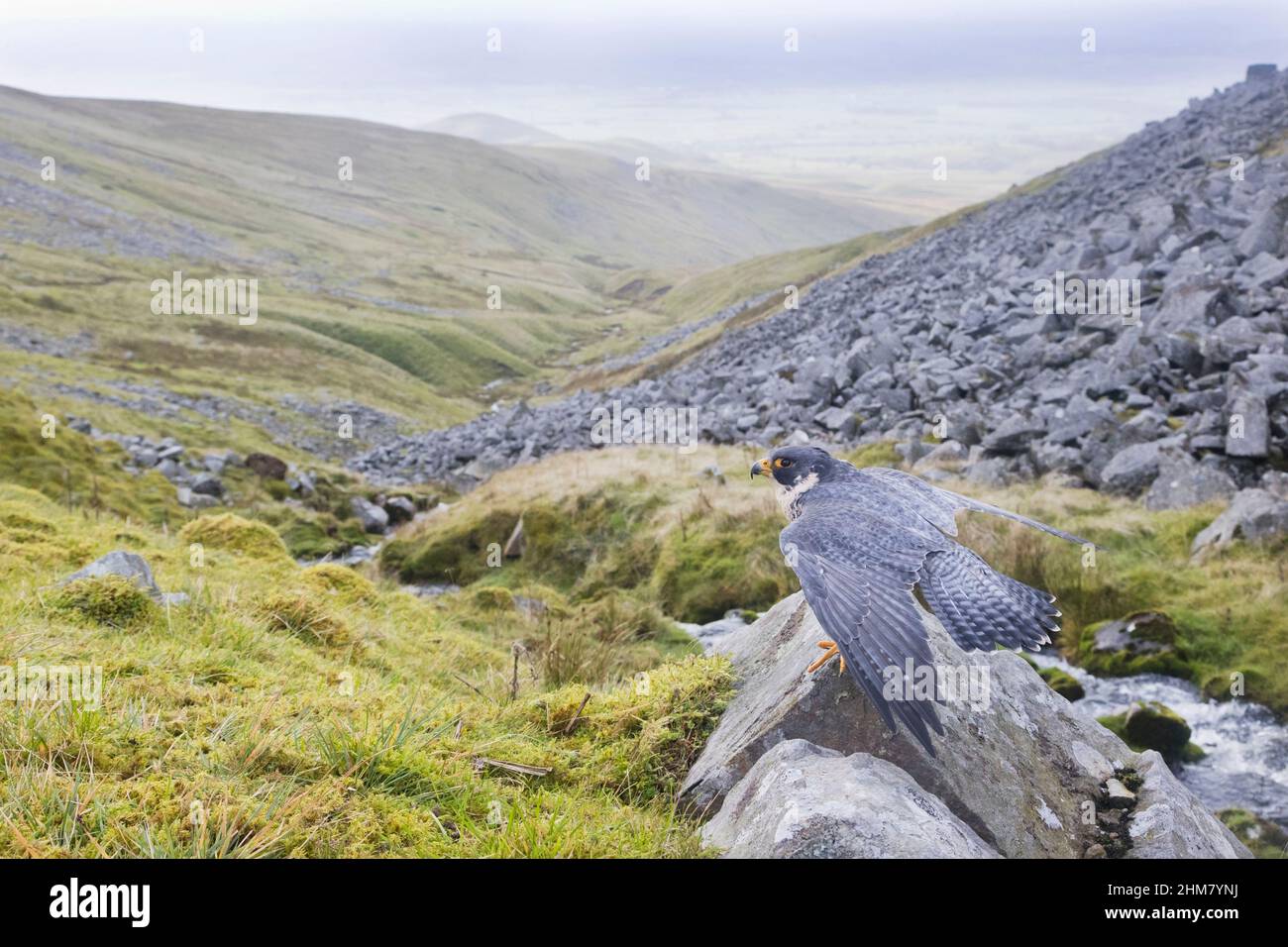 Peregrine falcon raptor bird hi-res stock photography and images - Alamy