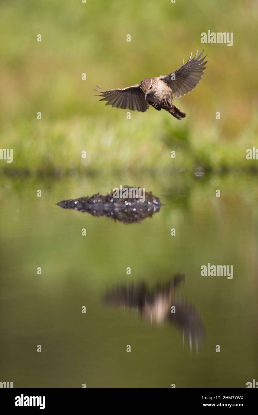 Wren flying hi-res stock photography and images - Alamy