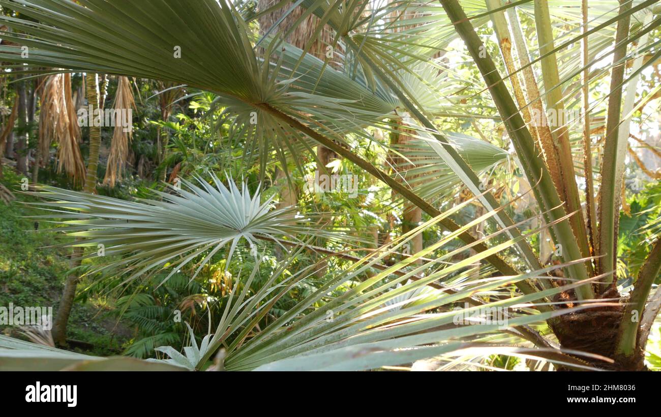 Juicy lush foliage of tropical trees in sunny jungle forest or exotic ...