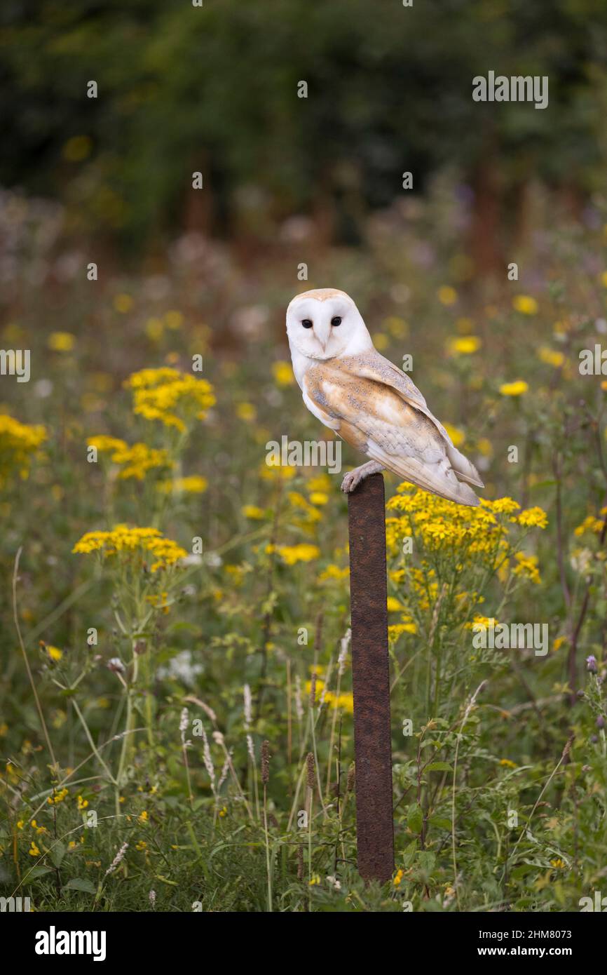 Barn Owl (Tyto alba) adult perched on post among wildflowers, Suffolk ...