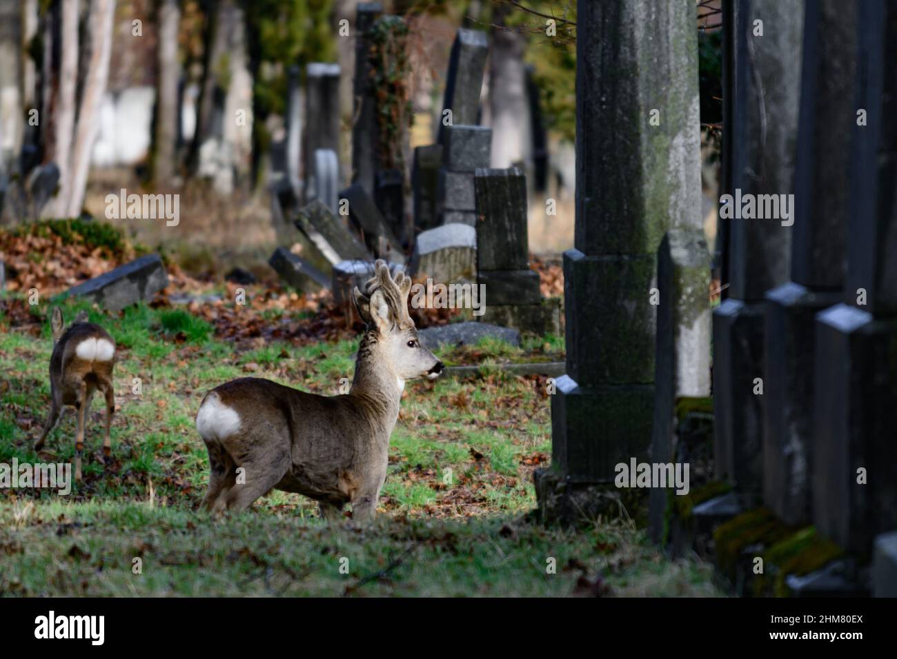 vienna, austria, 02 feb 2022, deer in the old jewish, cemetery in the ...