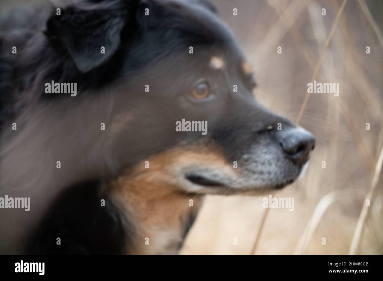 Closeup of the cute black dog profile. Shallow focus Stock Photo - Alamy