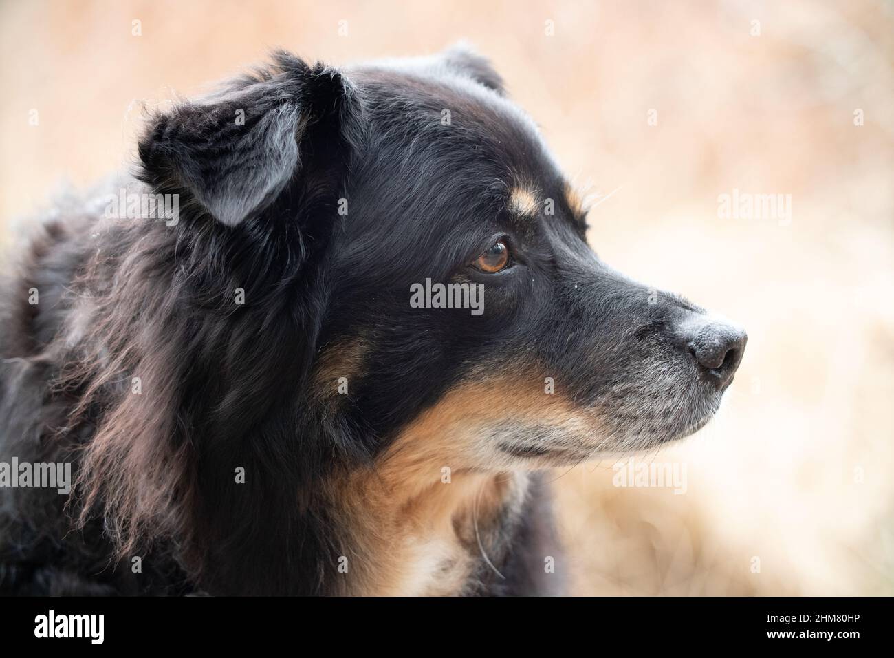 Closeup of the cute black dog profile. Shallow focus Stock Photo - Alamy
