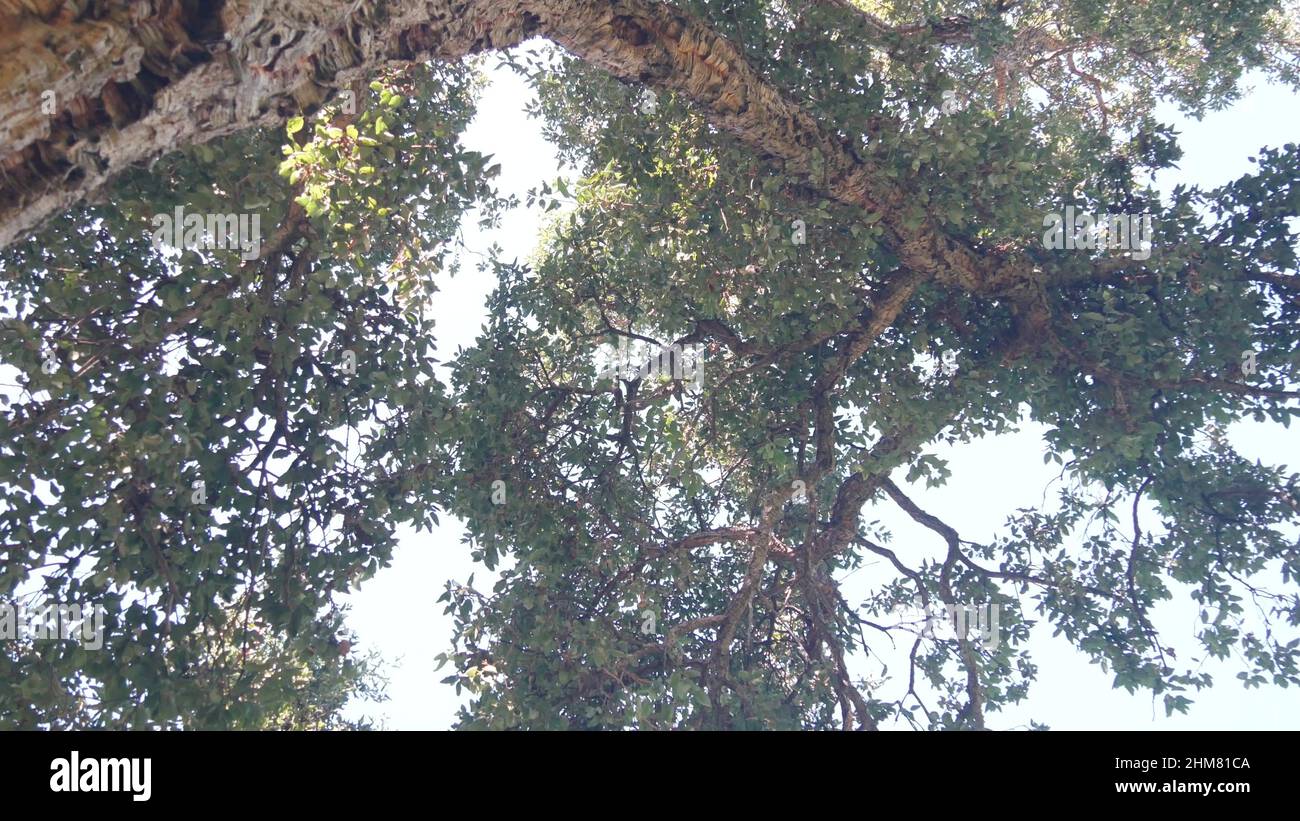 Big cork tree or large corkwood trunk, branches and canopy foliage from ...