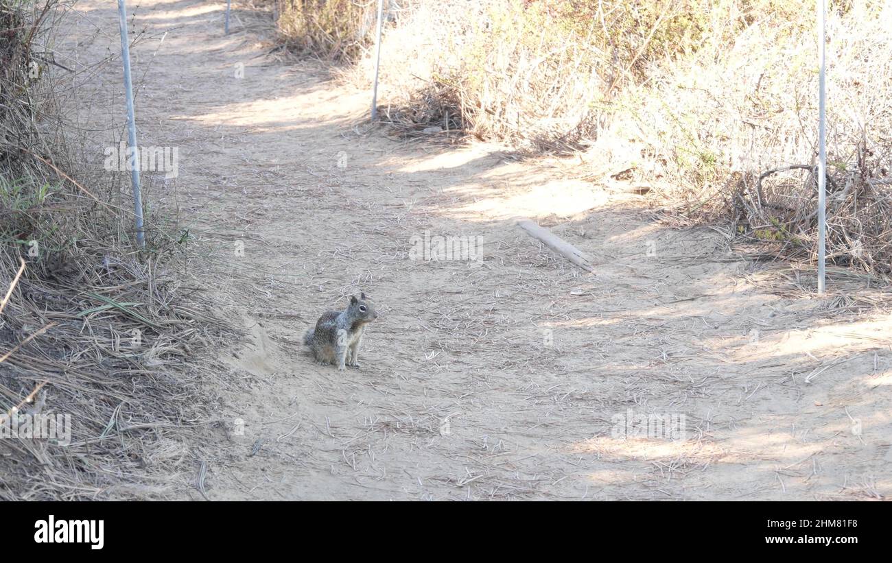 Squirrel on designated footpath for eco tourism, wild animal. Torrey ...