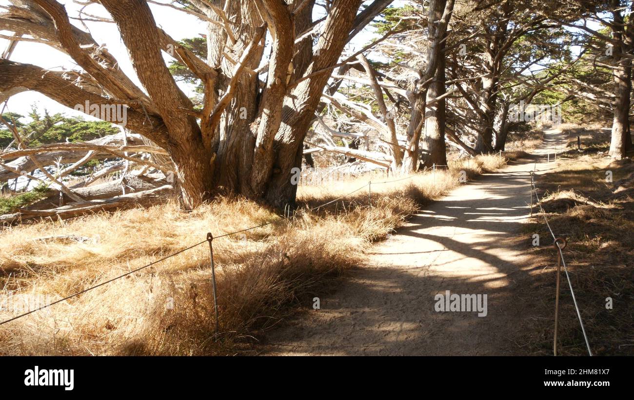 Virgin cypress trees hi-res stock photography and images - Alamy