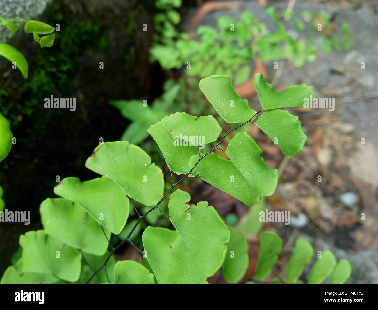 Adiantum raddianum (also called suplir kelor, Delta maidenhair fern ...