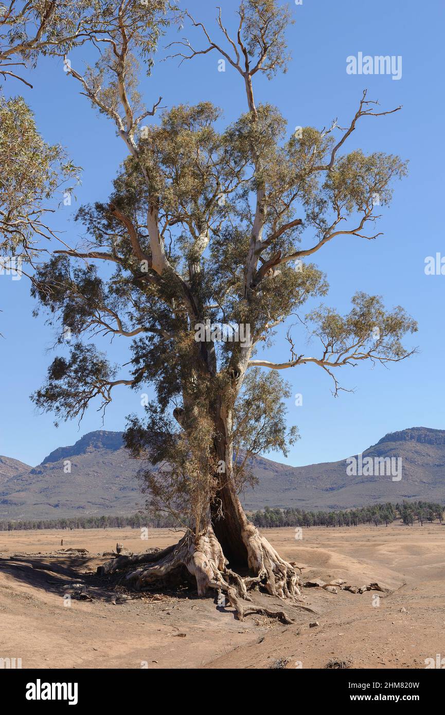 This majestic river red gum known as 'Cazneaux's Tree is in Ikara ...